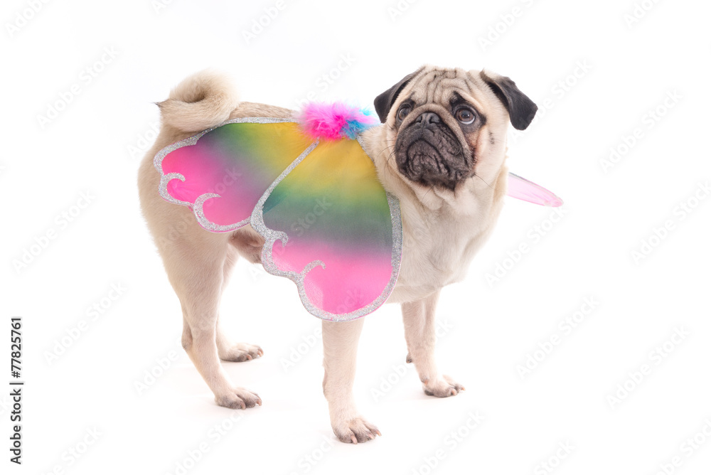 Fairy Pug Stock Photo | Adobe Stock