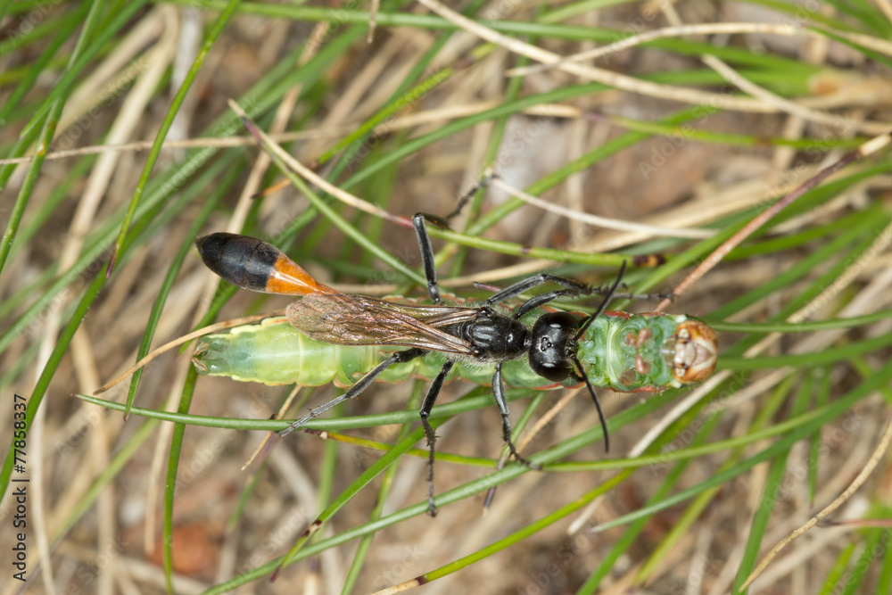 Ammophila hunting wasp transporting moth larva Stock Photo | Adobe Stock