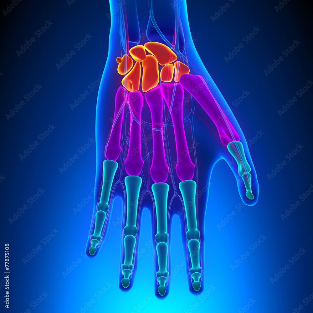 Anatomy of Human Hand and Wrist with Circulatory System Stock ...