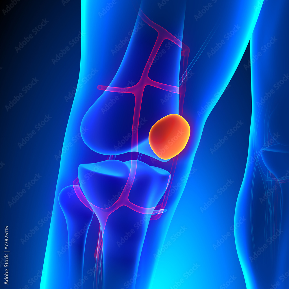 Patella Anatomy Knee Bone with Ciculatory System Stock Illustration ...