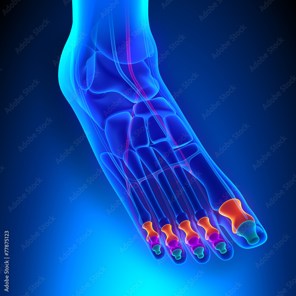 Phalanges Anatomy Bones with Ciculatory System Stock Illustration ...
