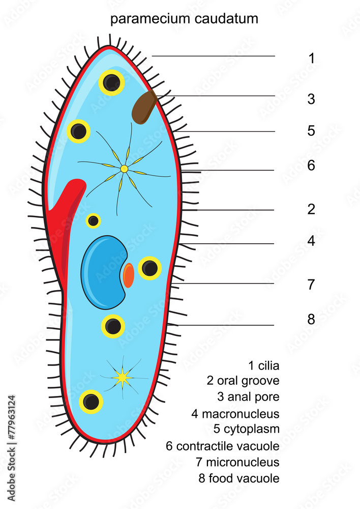 vector illustration of paramecium structure with description Stock ...