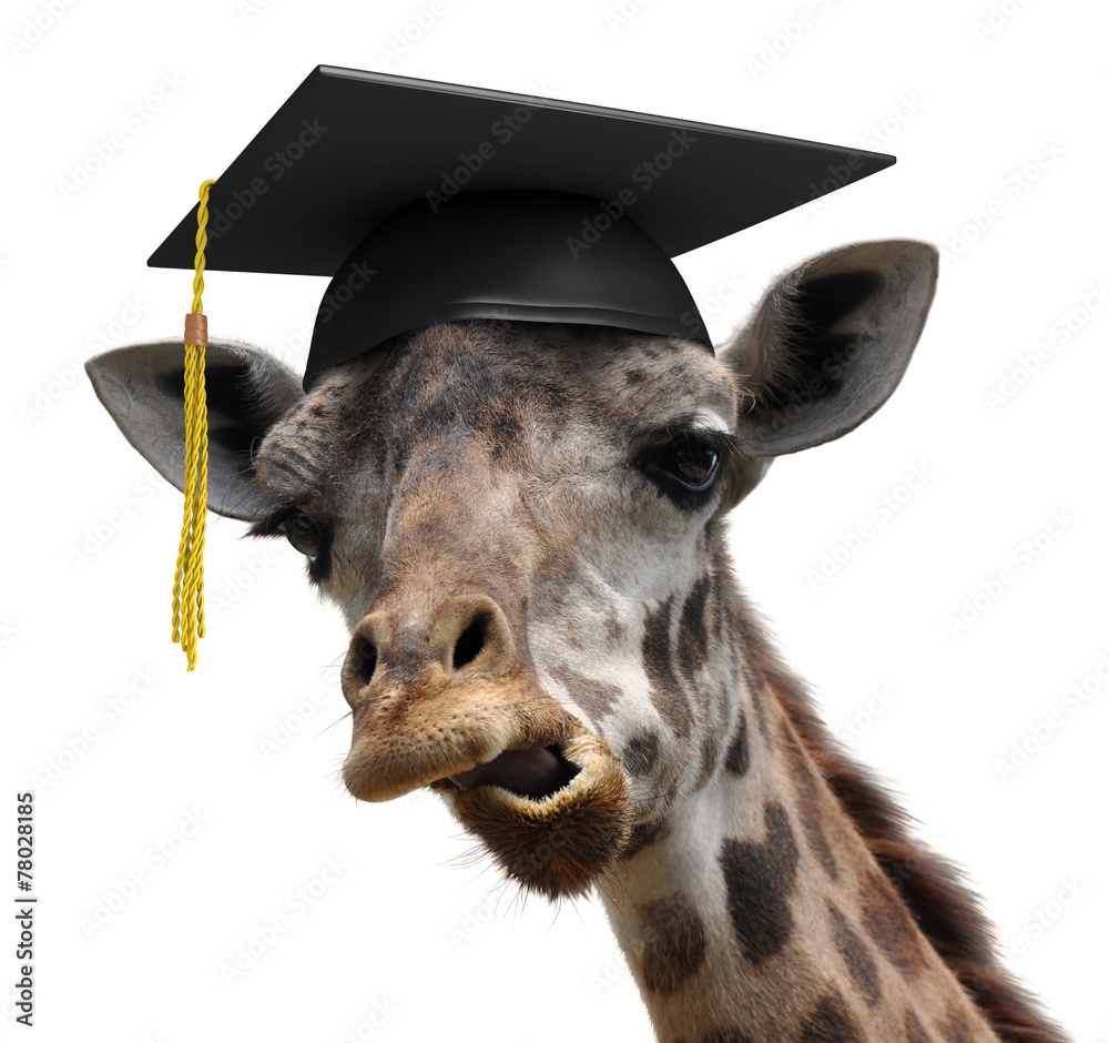 Unusual animal portrait of a goofy giraffe college graduate Stock-Foto ...