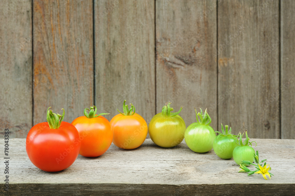 Evolution of red tomato - maturing process of the fruit Stock Photo ...