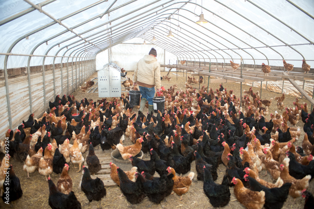 Farmer feeding chickens Stock Photo | Adobe Stock