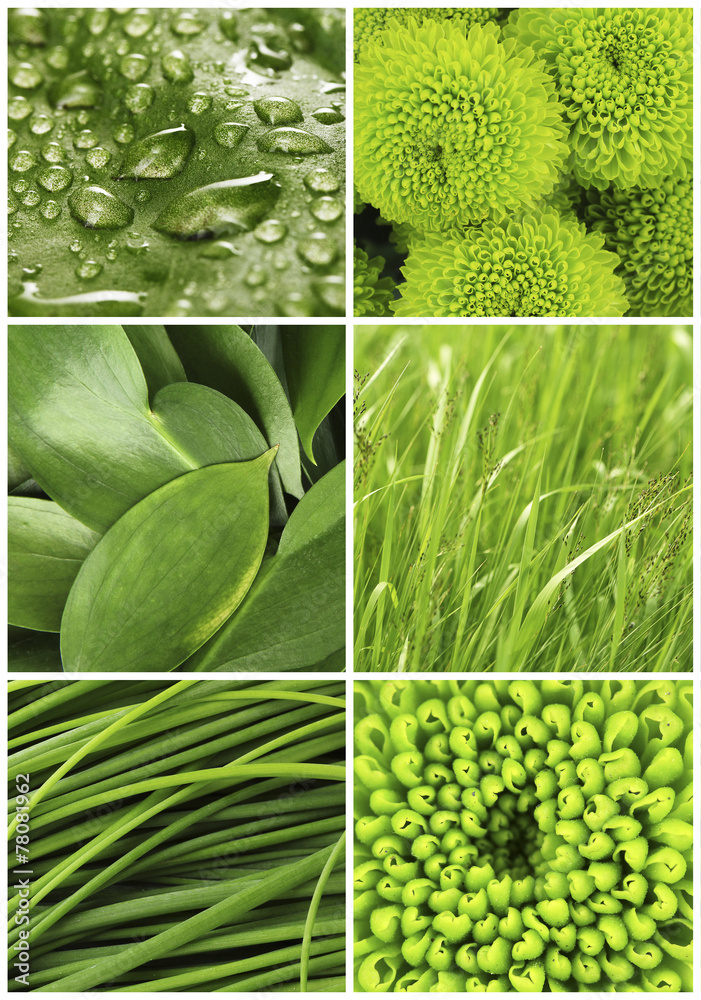 Green color samples collage Stock-Foto | Adobe Stock