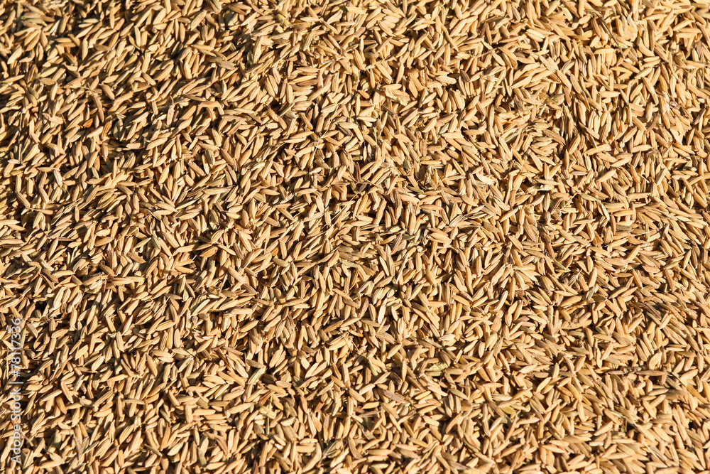 rice grain Stock Photo | Adobe Stock