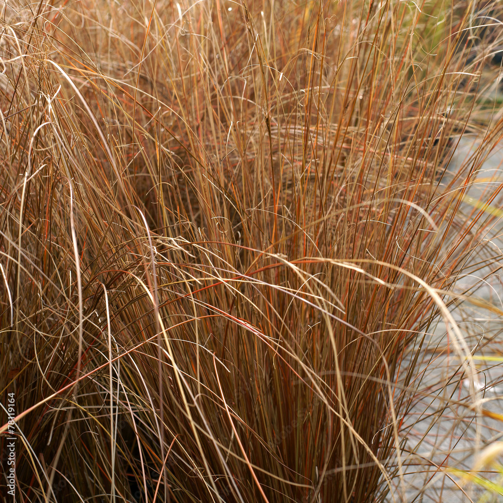Carex Red Rooster