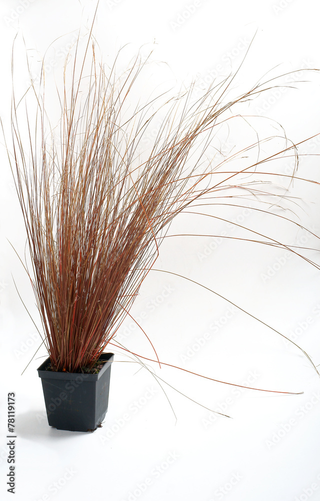 Carex Red Rooster