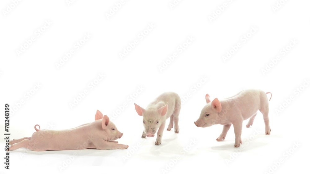 Three Piglets Stock Video | Adobe Stock
