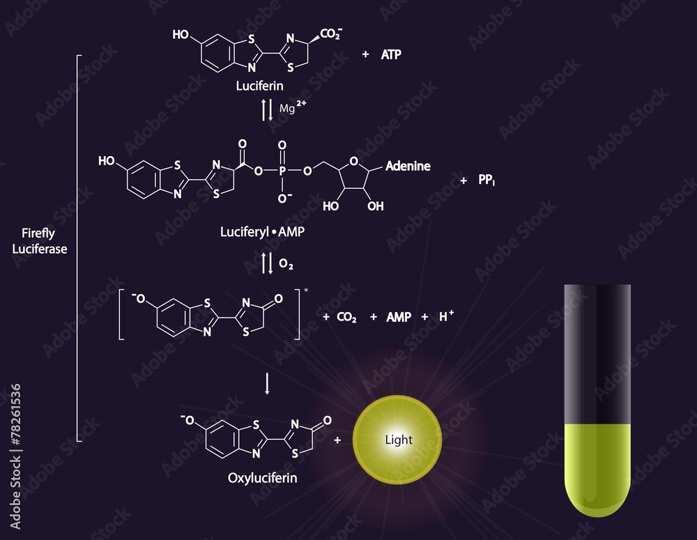 Luciferase reaction Ilustrasi Stok | Adobe Stock