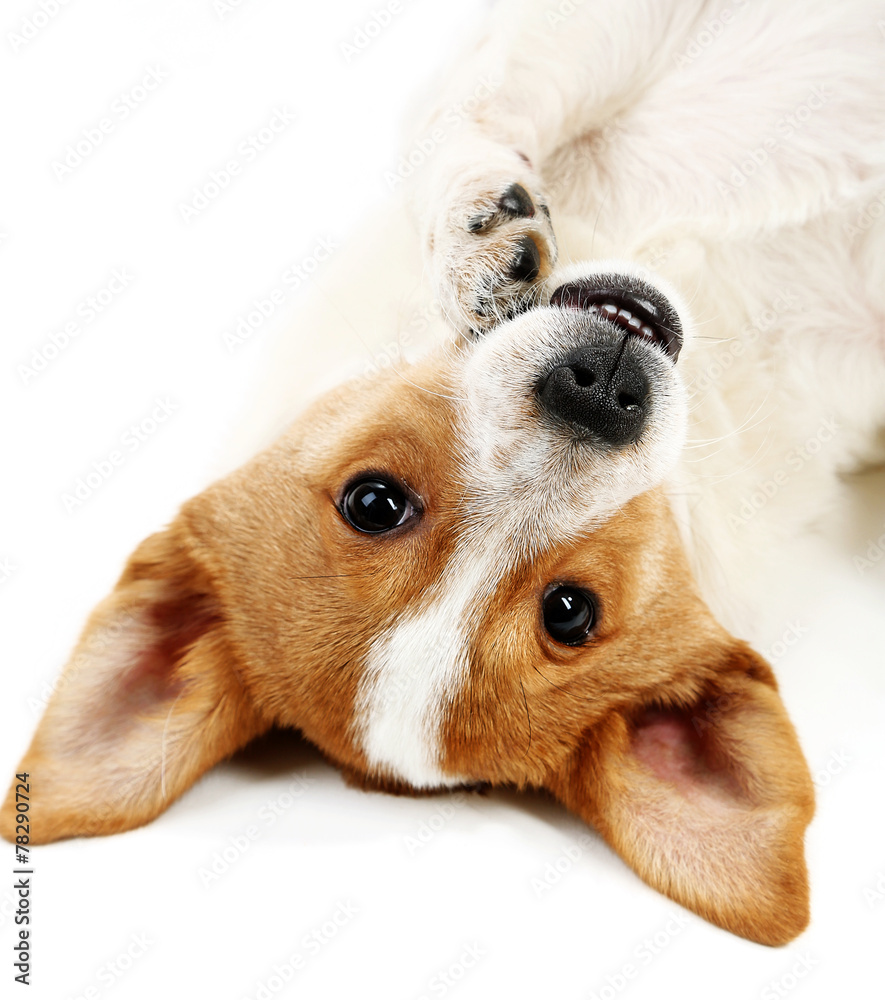 Cute dog isolated on white background Stock Photo | Adobe Stock