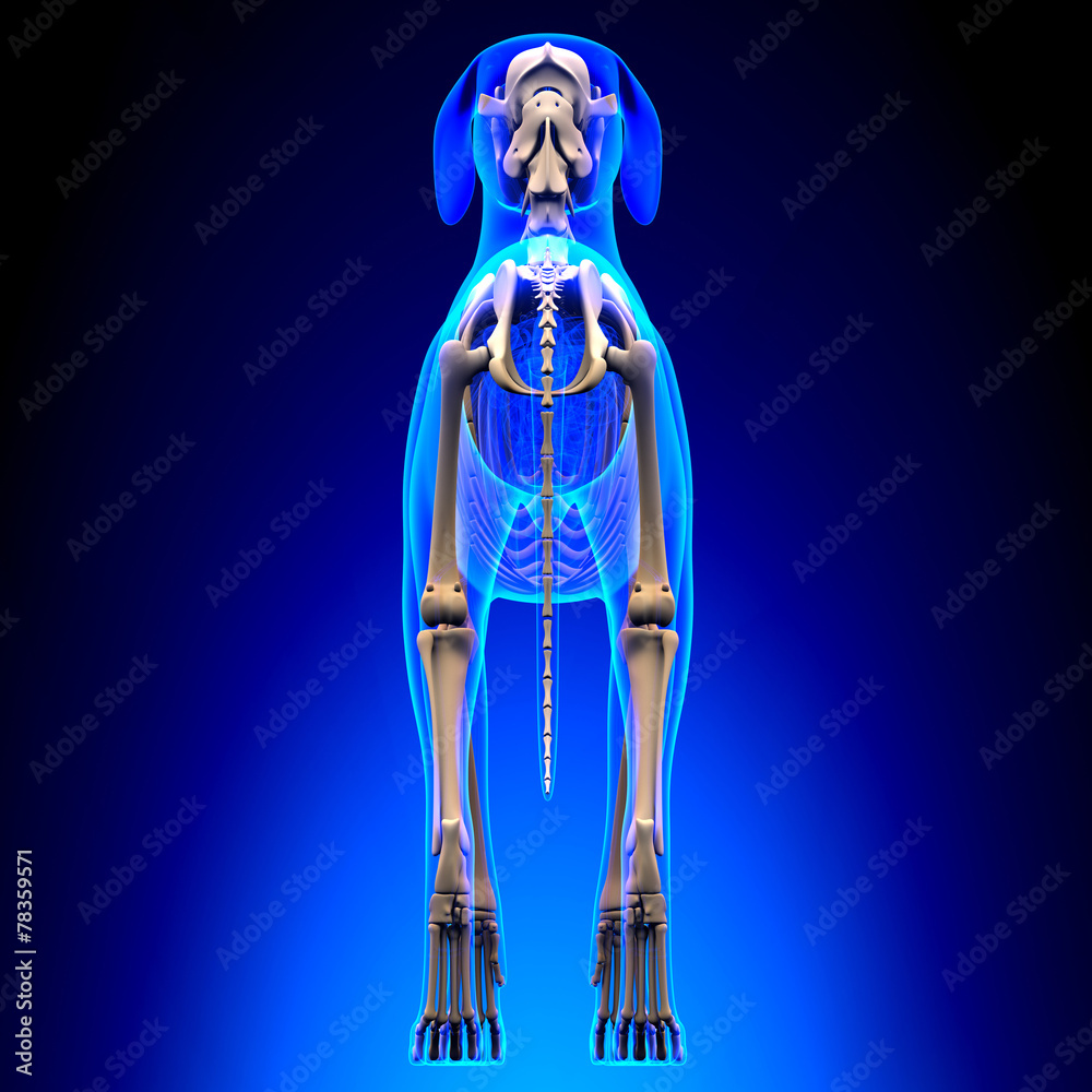 Dog Skeleton - Canis Lupus Familiaris Anatomy - back view Stock ...