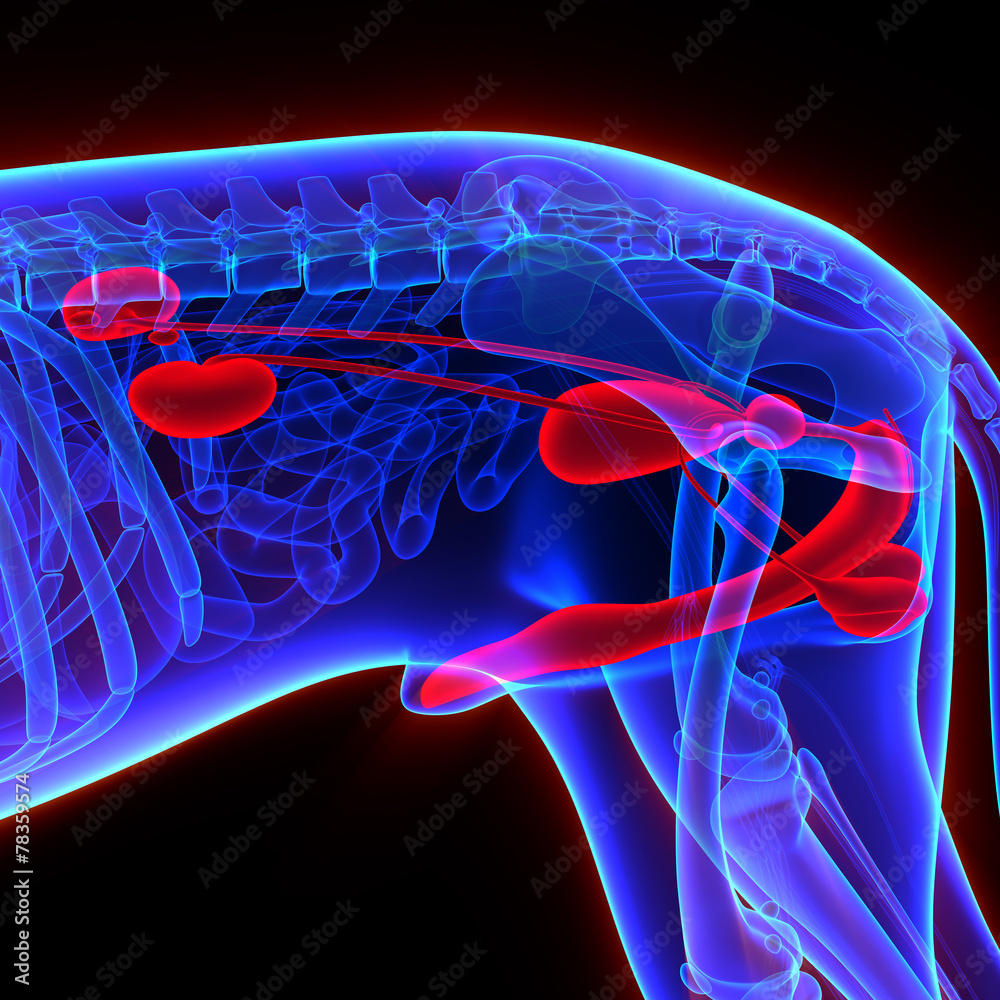 Dog Urogenital System - Canis Lupus Familiaris Anatomy - isolate Stock ...