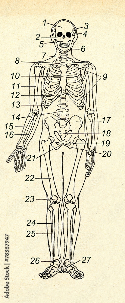 Diagram of the human skeleton Stock Photo | Adobe Stock