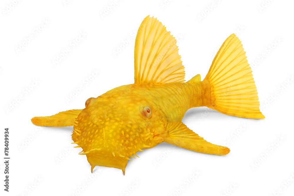 Golden Ancistrus pleco catfish Male albino Bristle-nose Stock Photo ...