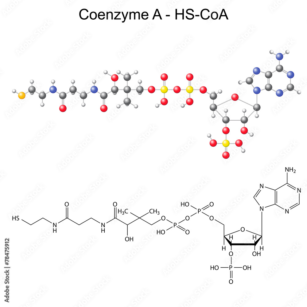 Coenzyme A Structure