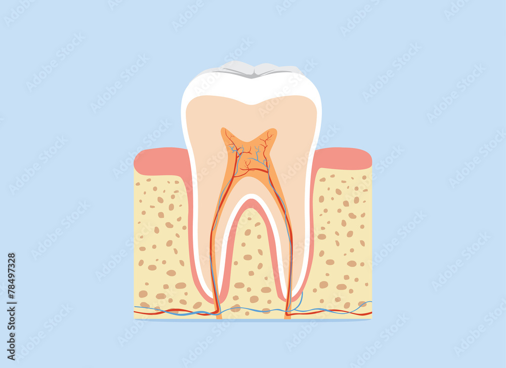 Tooth anatomy in flash design version Stock Vector | Adobe Stock