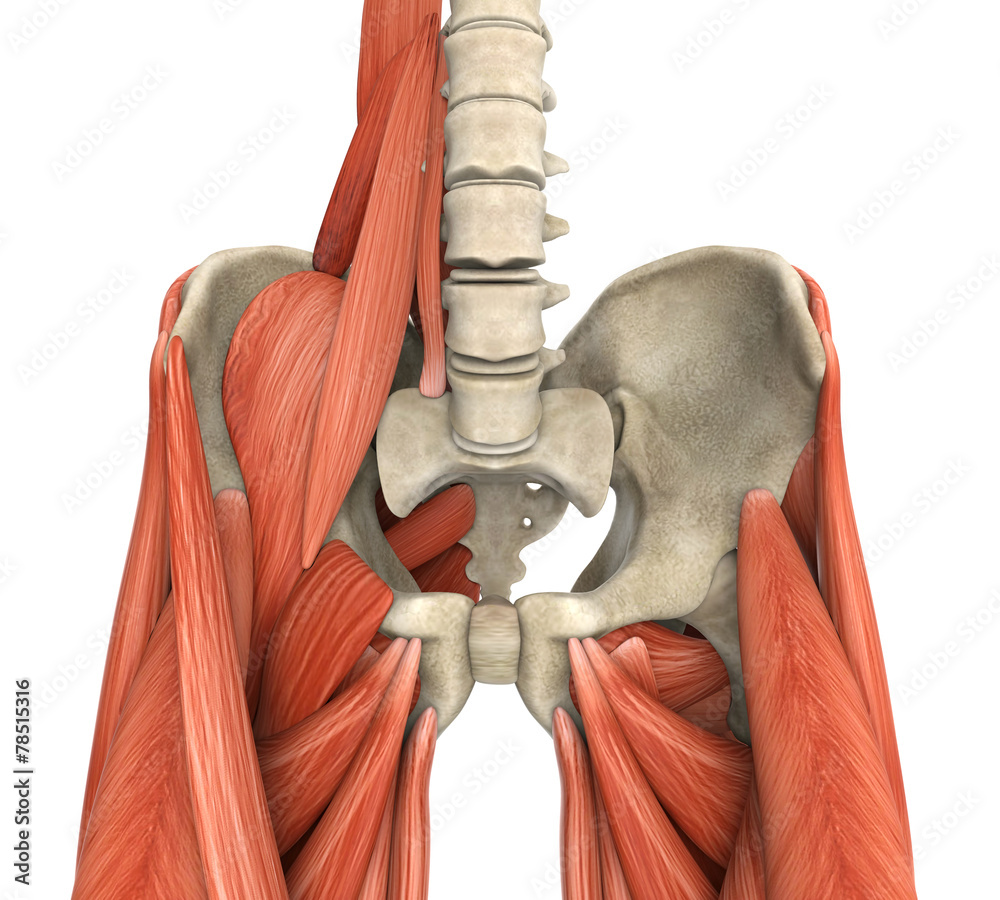 Psoas Muscles Stock Illustration | Adobe Stock