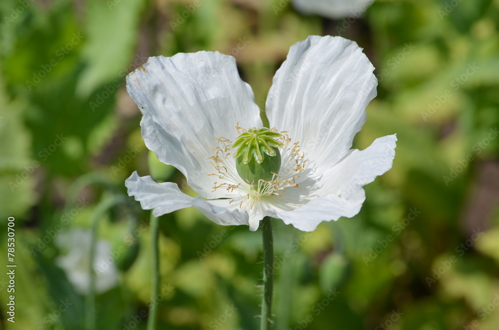 Opium - Mohn, Schlafmohn (Papaver somniferum) Stock Photo | Adobe Stock