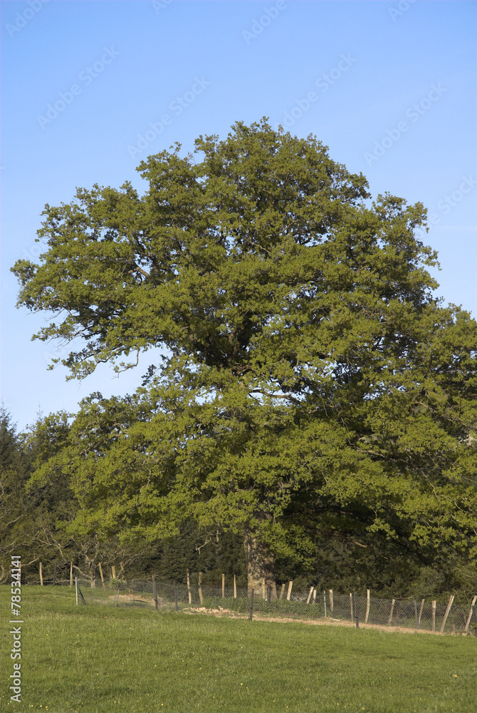 Quercus robur, Chéne pédonculé Stock Photo | Adobe Stock