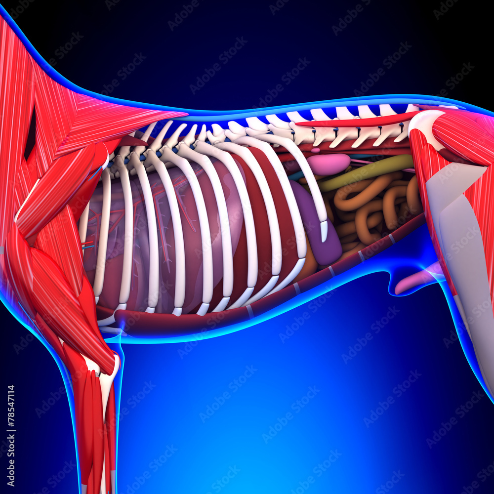 Dog Internal Organs Anatomy - Anatomy of a Male Dog Internal Org Stock ...