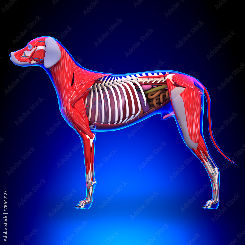 Dog Internal Organs Anatomy - Anatomy of a Male Dog Internal Org Stock ...