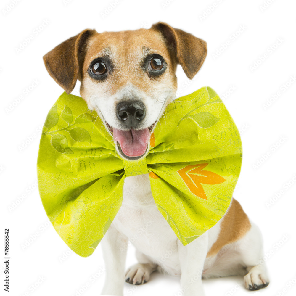 Cute happy spruced dog with a huge bright bow Stock Photo | Adobe Stock