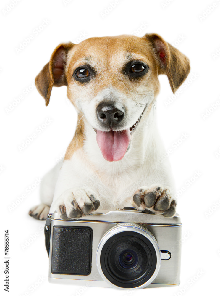 dog lying near the photo camera staring Stock Photo | Adobe Stock