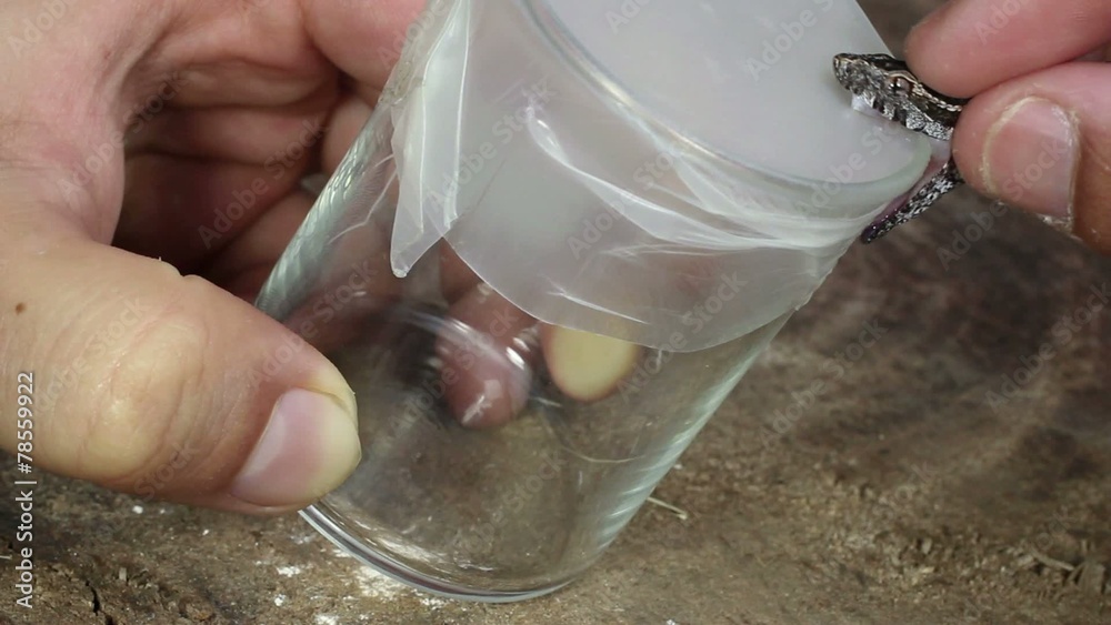 Collecting venom from venomous snake (Bothrops lojanus) Stock ビデオ ...