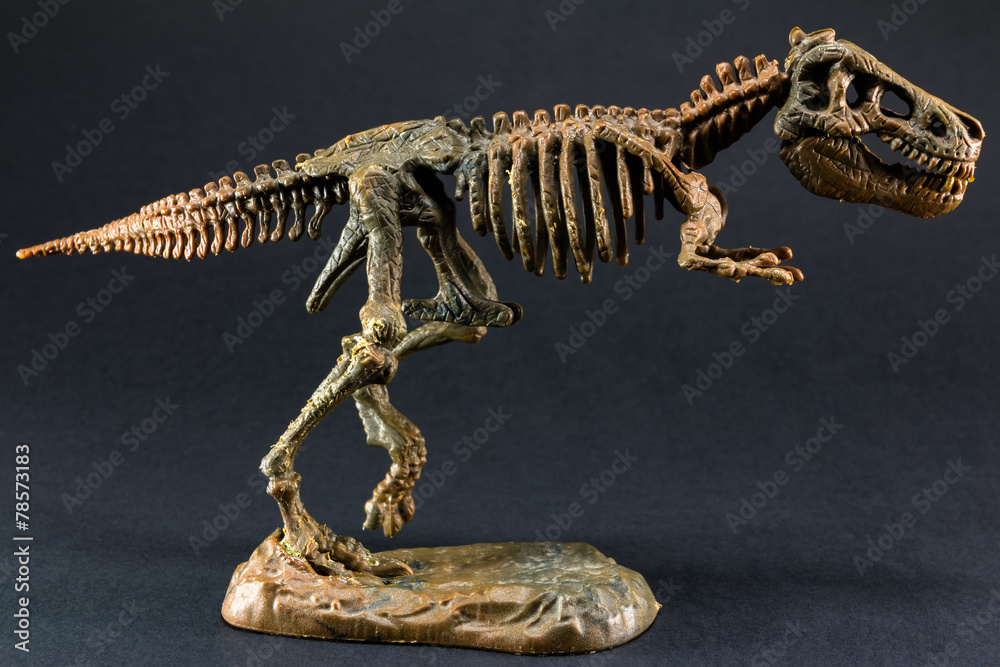 dinosaur Tyrannosaurus T Rex skeleton on black background Stock Photo ...