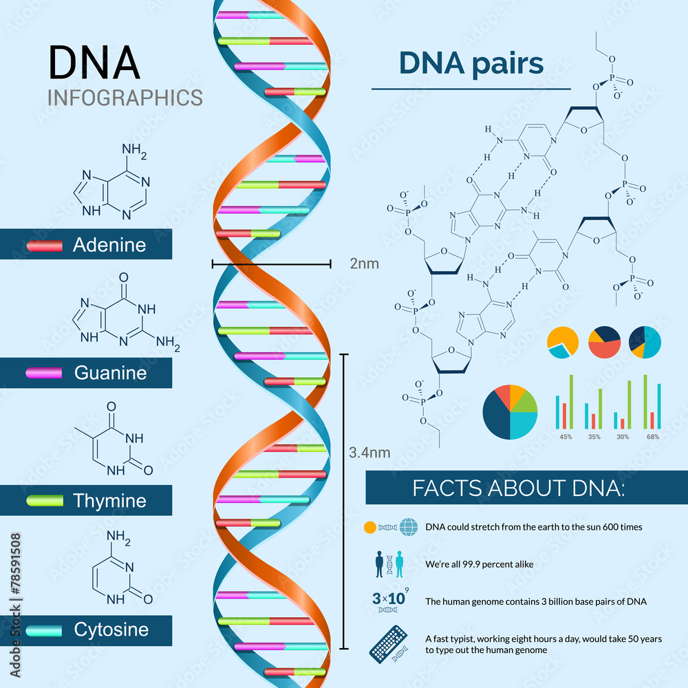 Dna Infographics Set vector de Stock | Adobe Stock