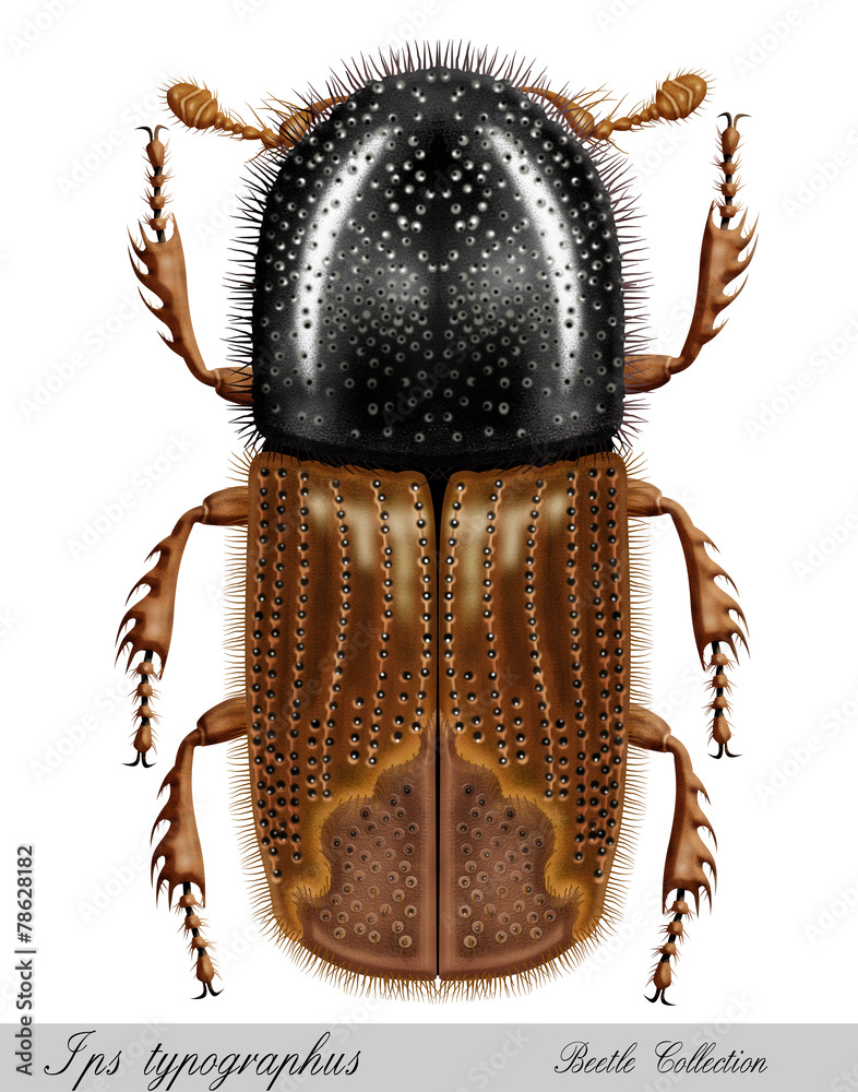 bark beetle, ips typographus Stock Illustration | Adobe Stock