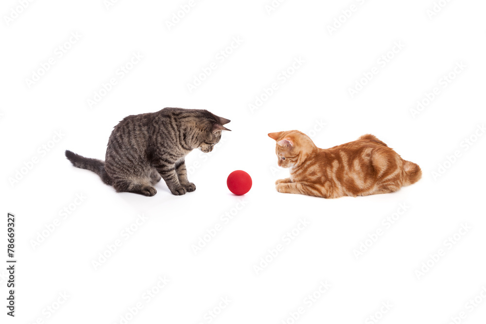 Two Cats Playing