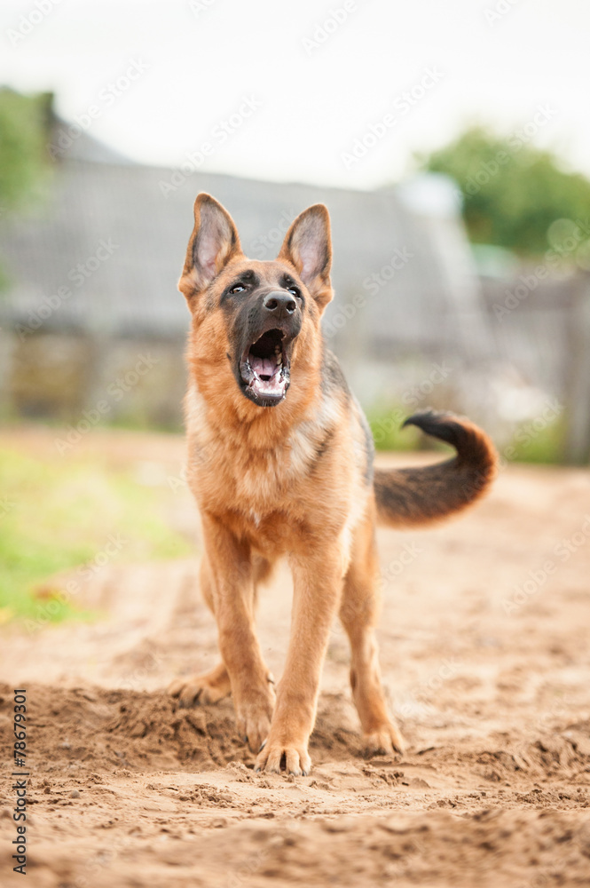 German shepherd dog barking Stock Photo | Adobe Stock