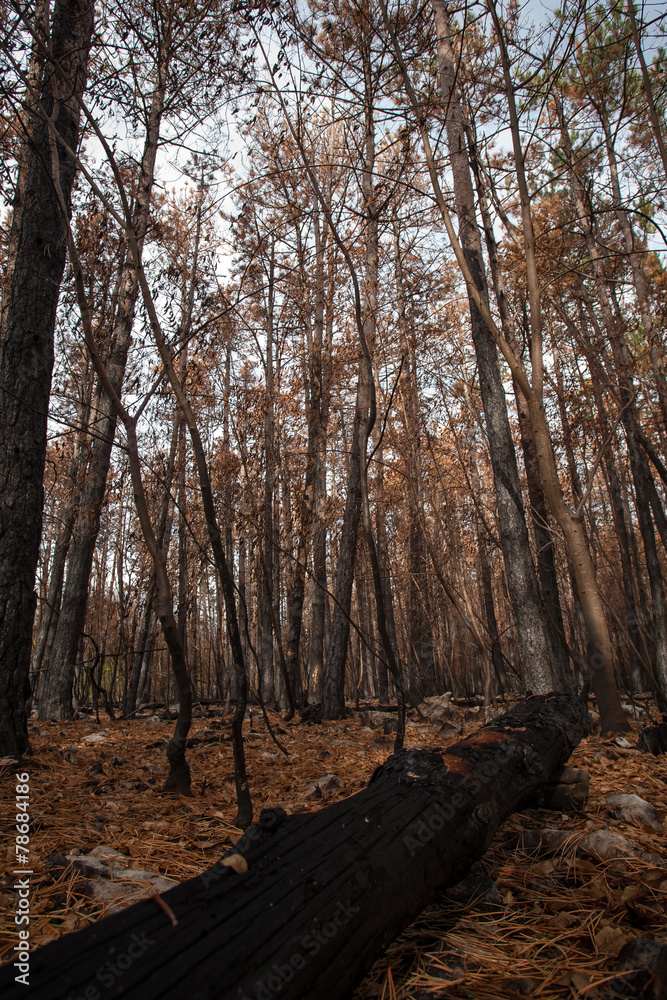 burnt forest Stock Photo | Adobe Stock