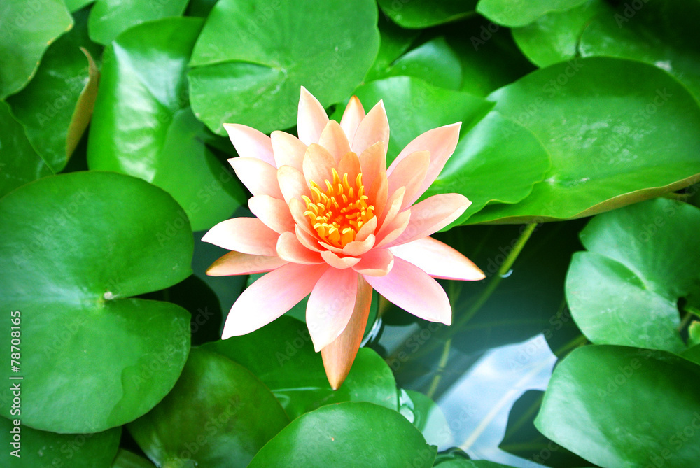 asian lotus flower Stock Photo | Adobe Stock