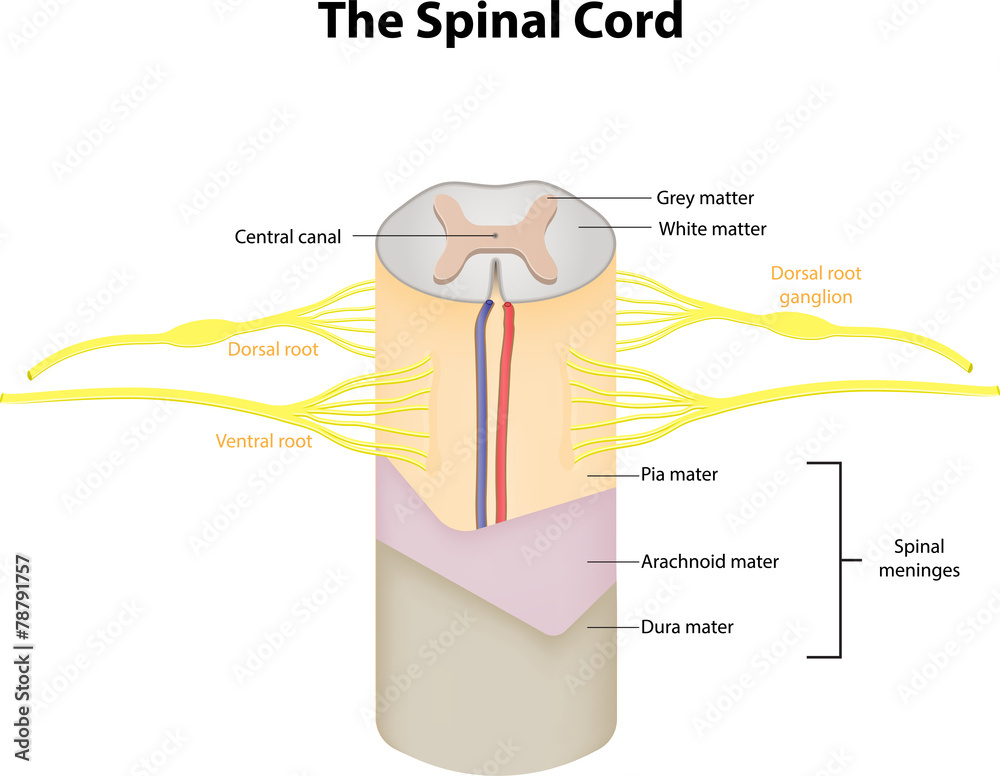 The Spinal Cord Labeled Diagram Stock Vector | Adobe Stock