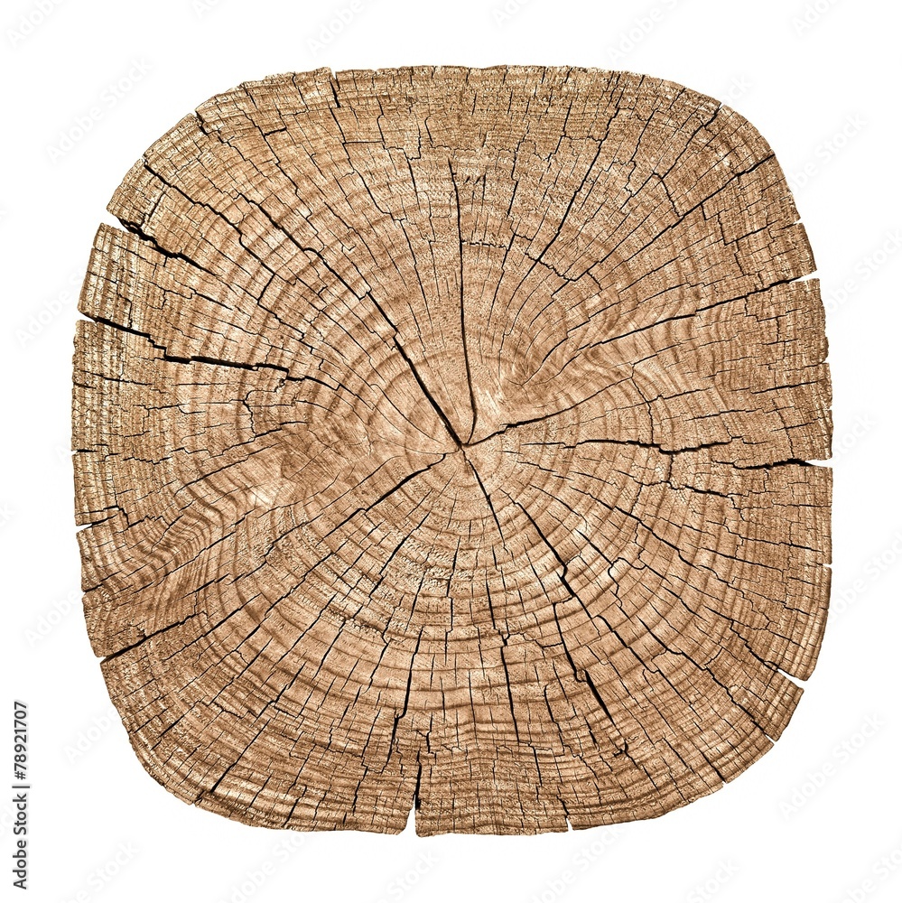 Cross section of tree trunk showing growth rings on white Stock Photo ...
