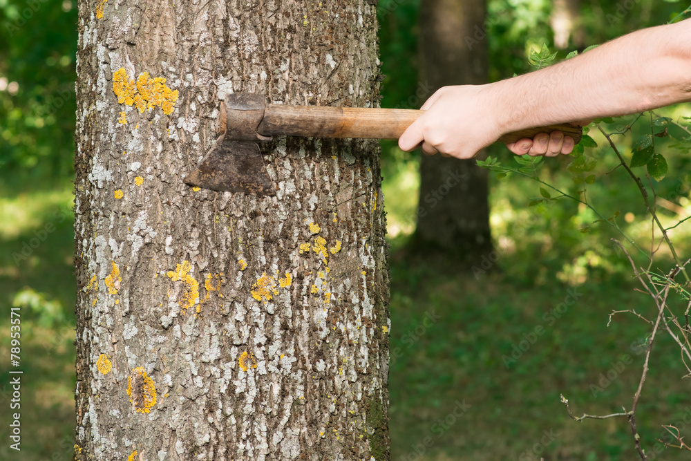 Lumberjack cutting the tree with an axe in the forest Stock Photo ...