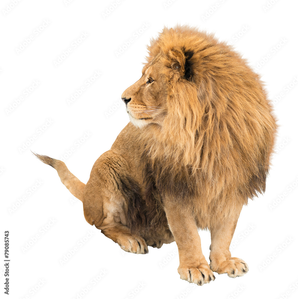 Alpha Male Lion