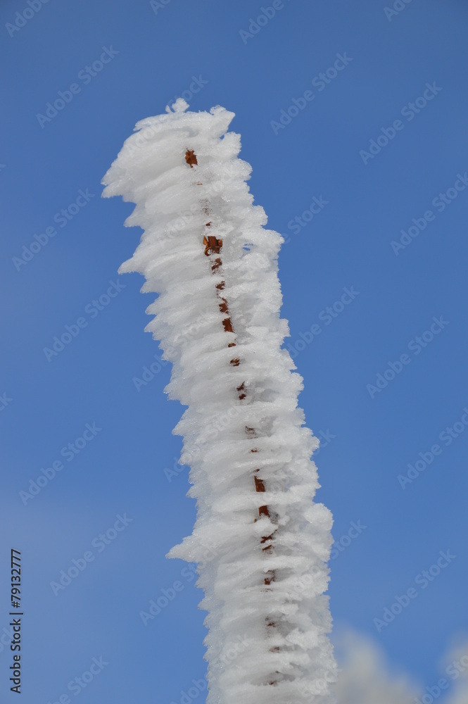 vereiste Zweige im Winter Stock Photo | Adobe Stock