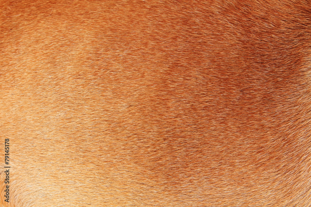 Fur animal Stock Photo | Adobe Stock