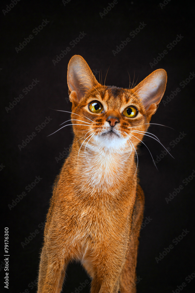 Ruddy Abyssinian Cat