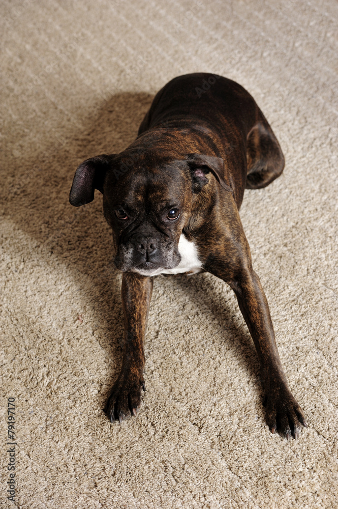 Are Boxer Dogs Loving