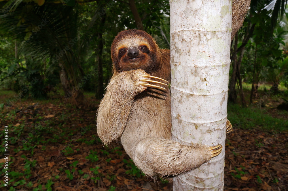 Sloth Climbing