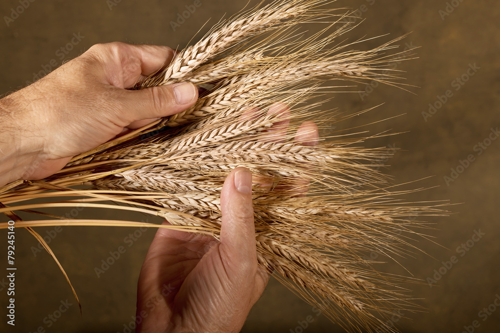 Sheaf Of Barley Stock Photo | Adobe Stock