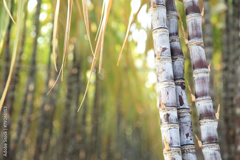 sugarcane Stock Photo | Adobe Stock