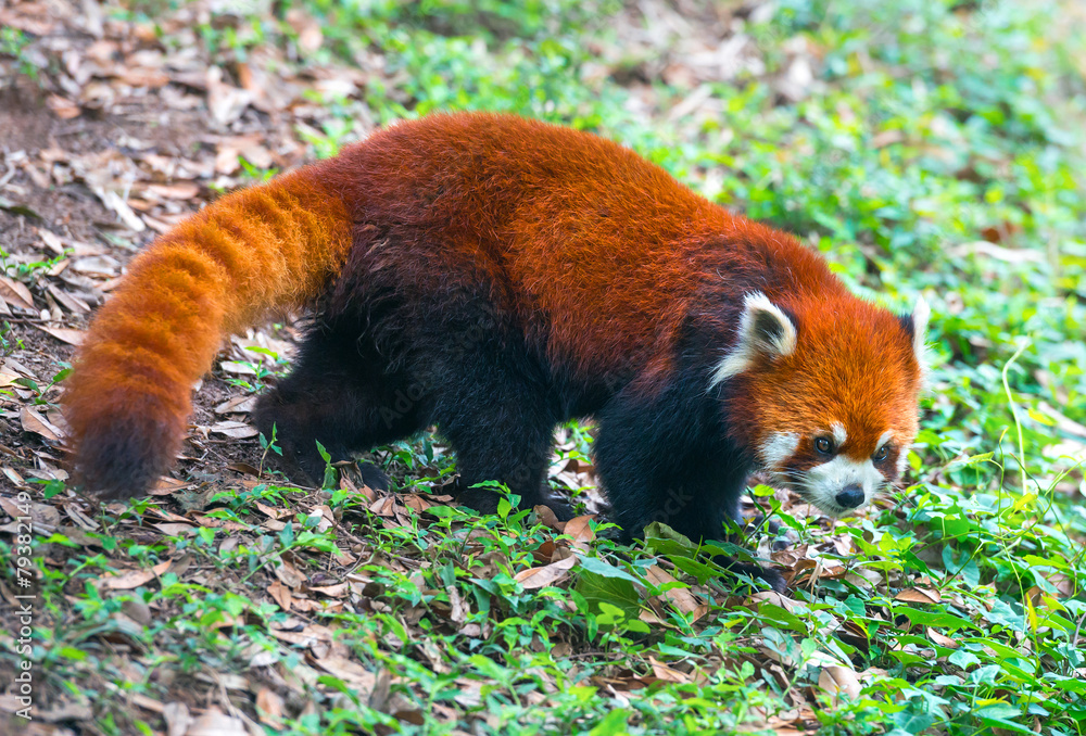 Red panda bear with long tail Stock Photo | Adobe Stock