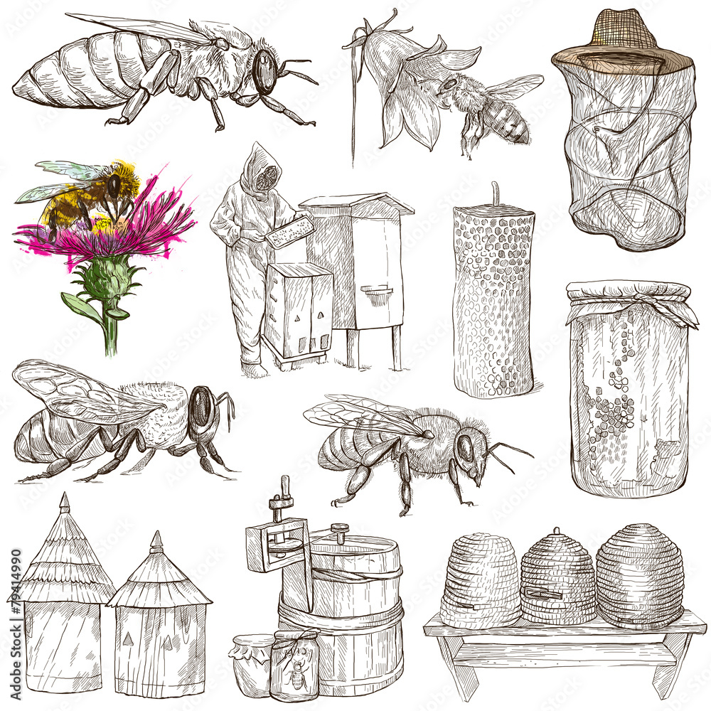 bees, beekeeping and honey - hand drawn illustrations Stock ...